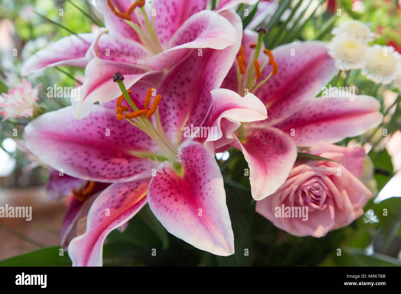 A bunch of stargazer lilies in a vase with greenery in natural daylight ...