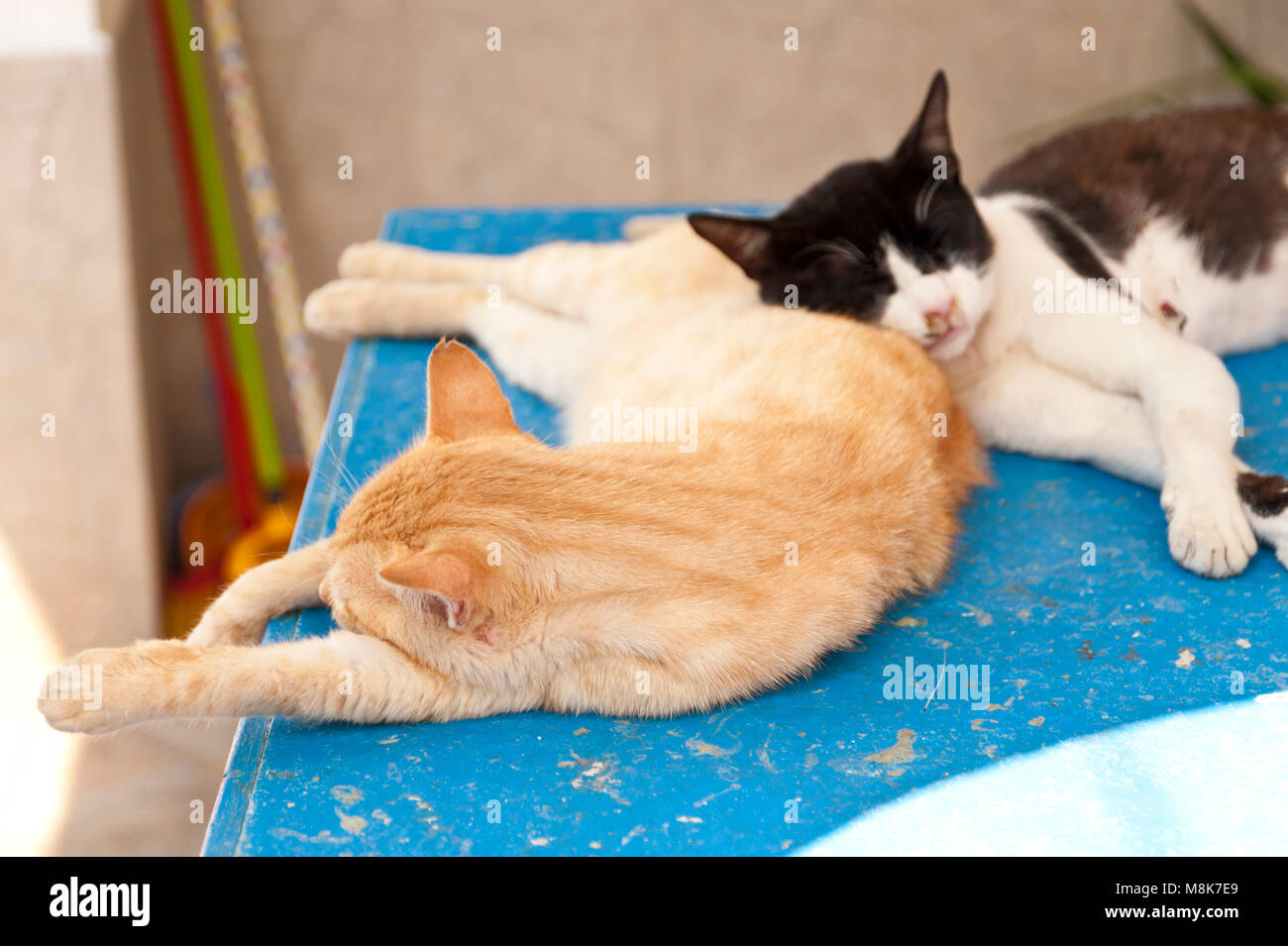 Cats on Samos Stock Photo - Alamy