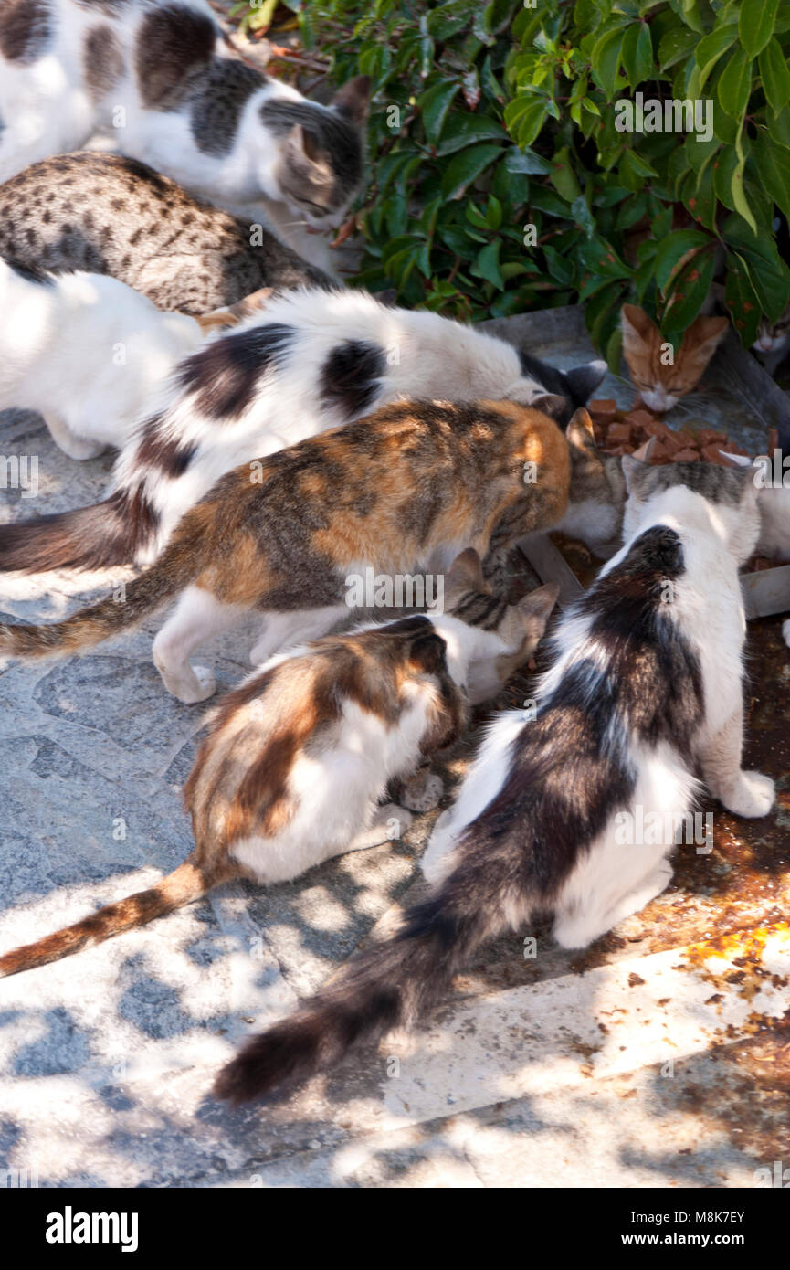 Cats on Samos Stock Photo - Alamy