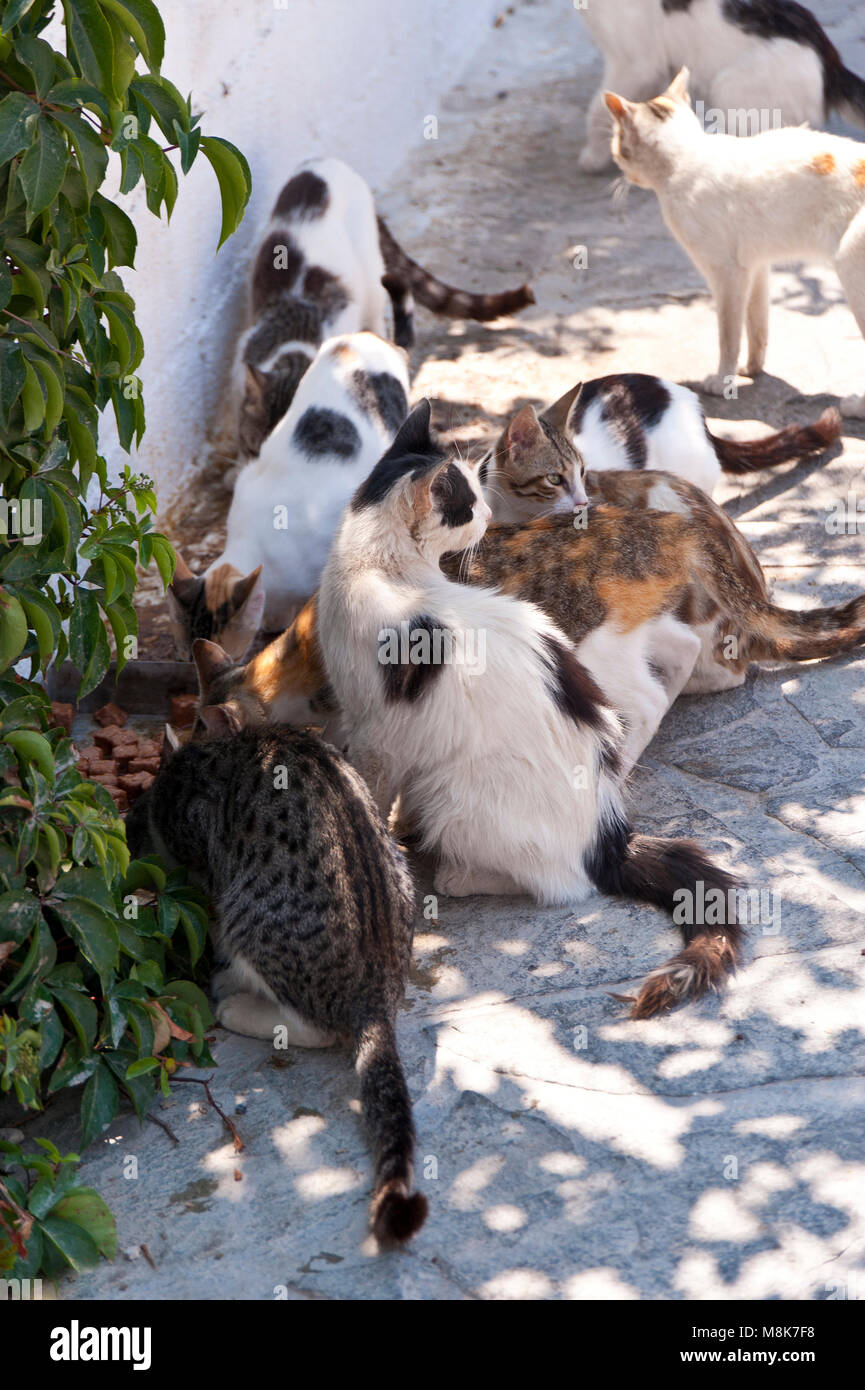 Cats on Samos Stock Photo - Alamy