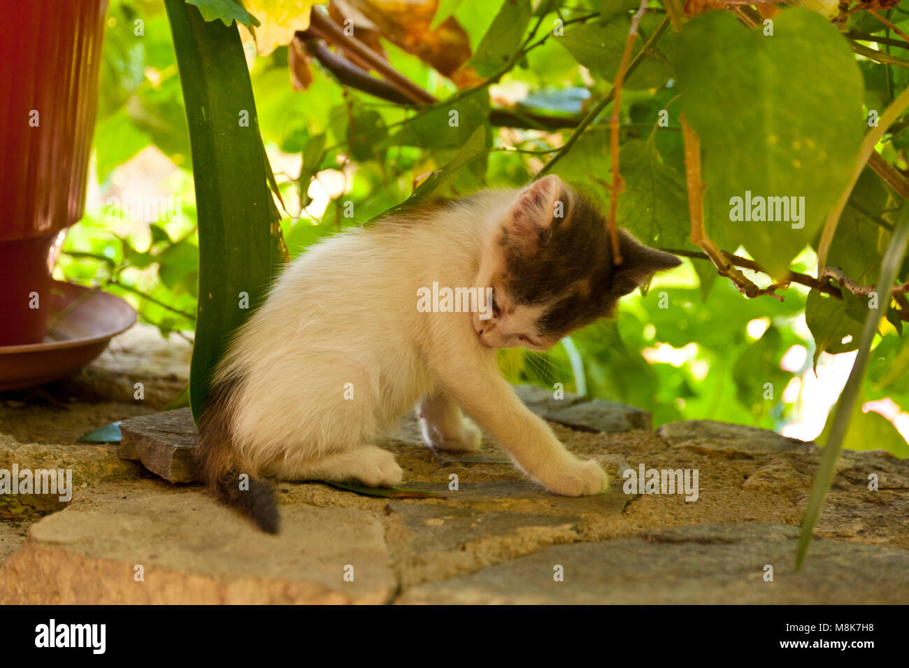 Kitten on Samos Stock Photo - Alamy