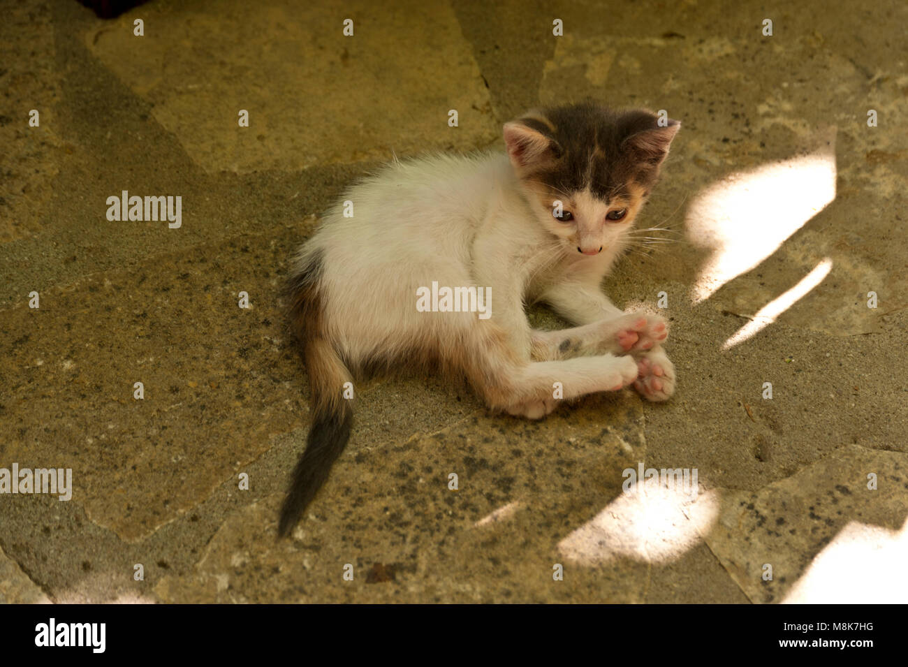 Kitten on Samos Stock Photo - Alamy
