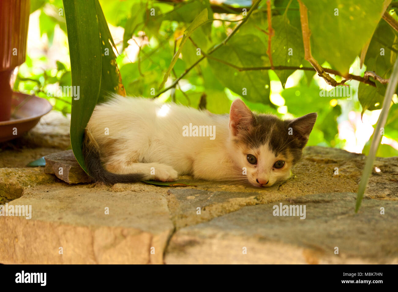 Kitten on Samos Stock Photo - Alamy