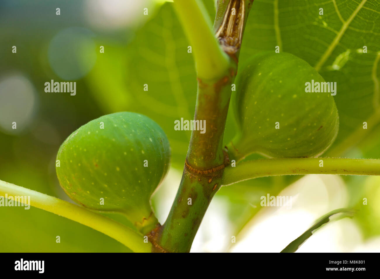 Greek fig tree hi-res stock photography and images - Alamy
