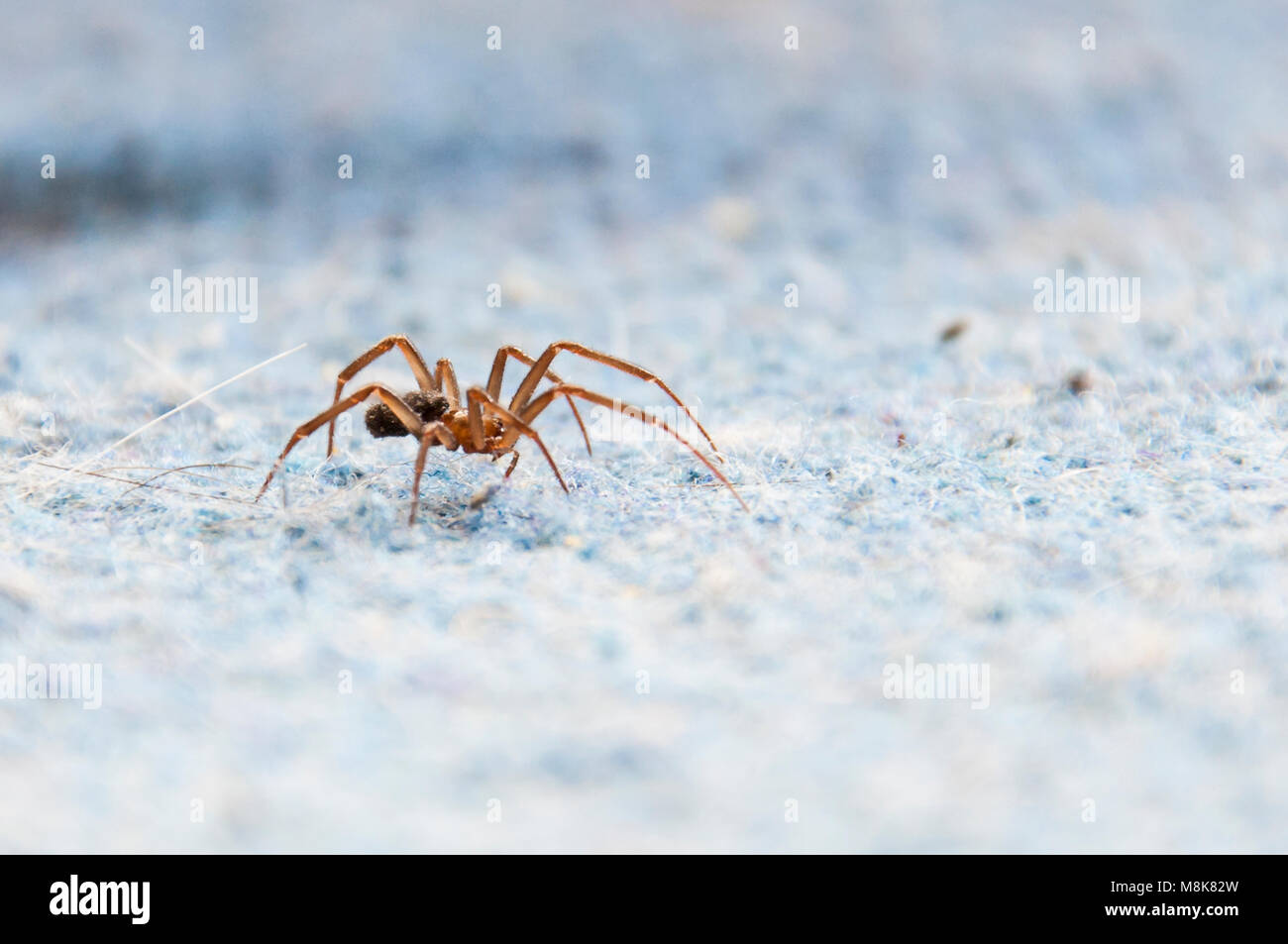 This shot was made in Vilnius Lithuania. Macro shot of tiny spider ...
