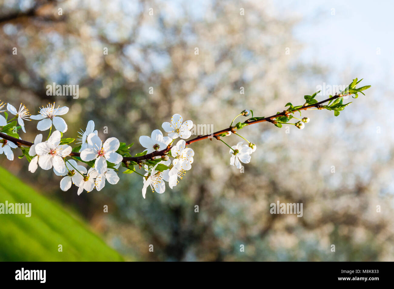 Apple blossom like flower High Resolution Stock Photography and Images ...