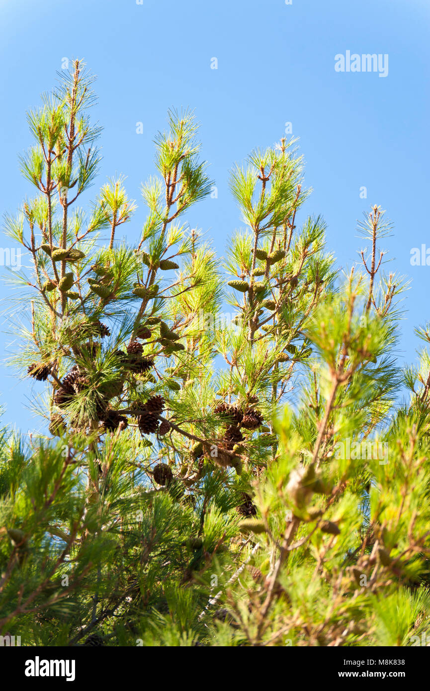 Aleppo pine greece hi-res stock photography and images - Alamy