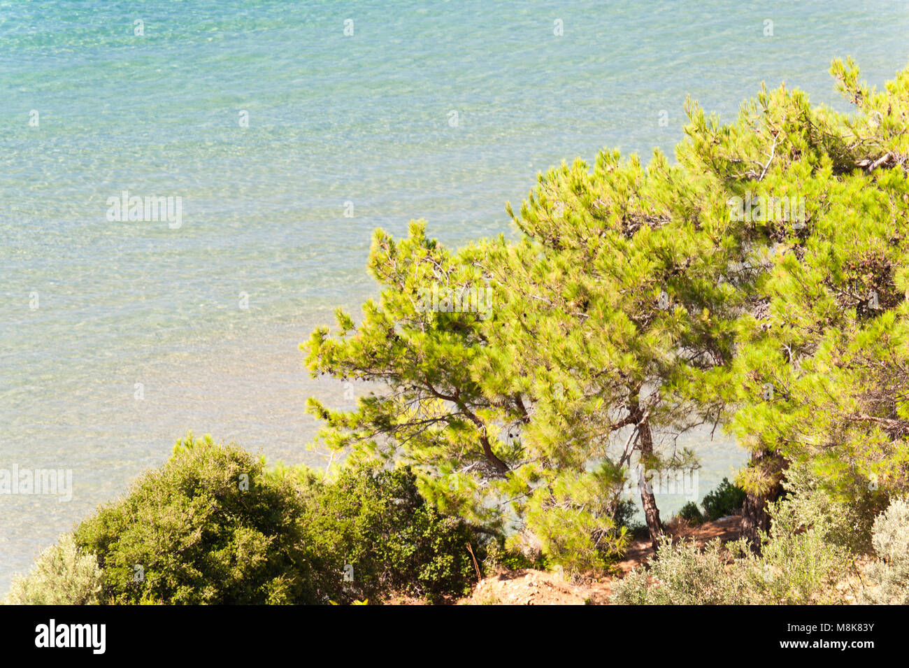 Aleppo pine greece hi-res stock photography and images - Alamy