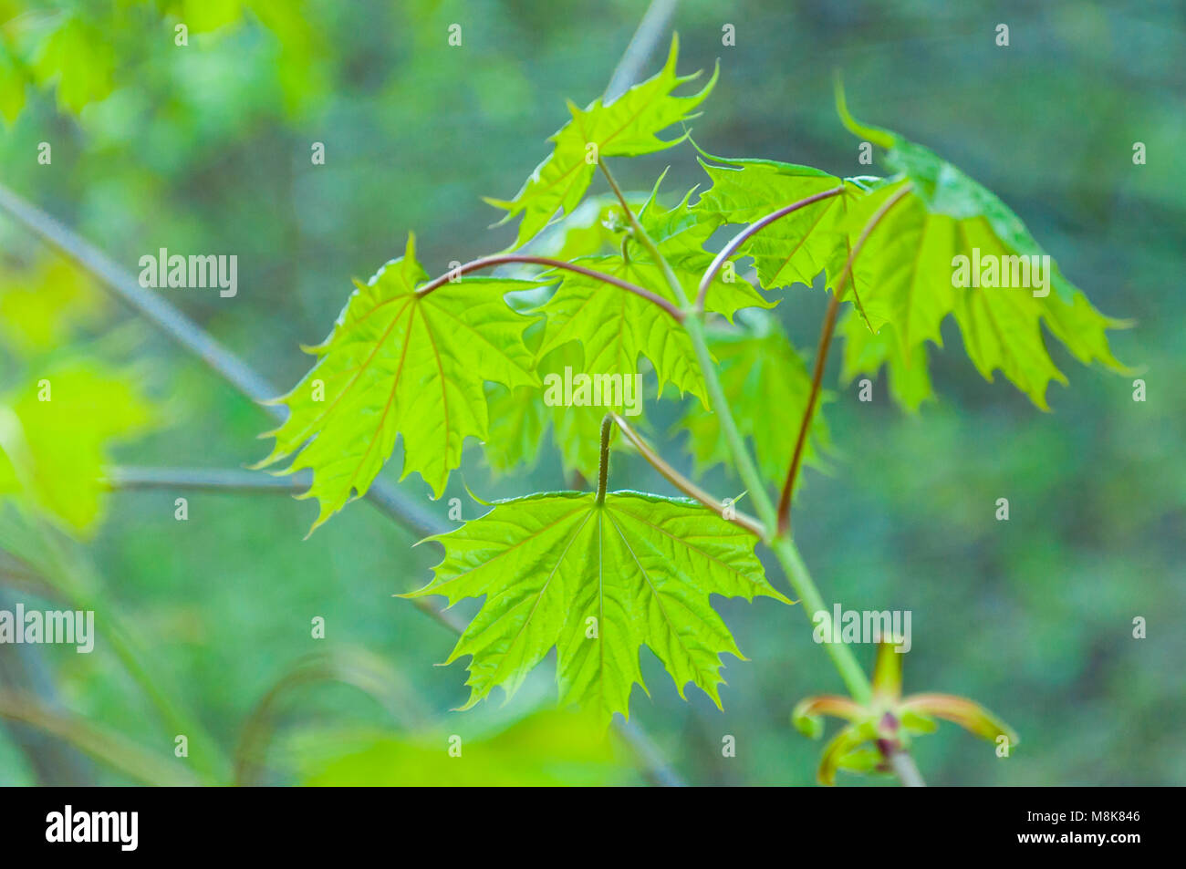 Spring Maple tree branch with young opening green leaves Stock Photo ...