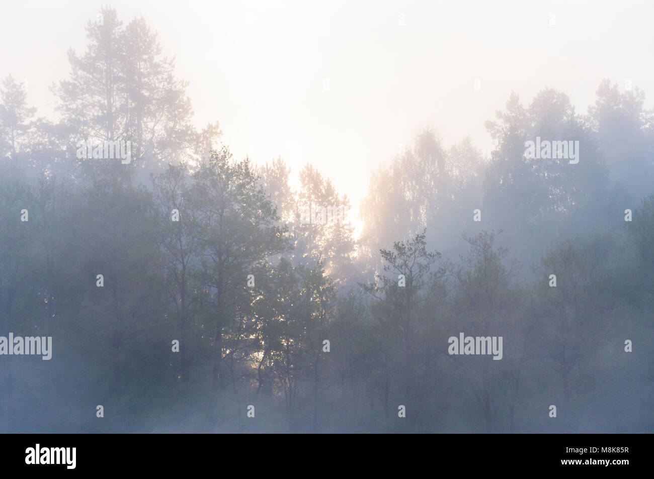 Gaz tree hi-res stock photography and images - Alamy