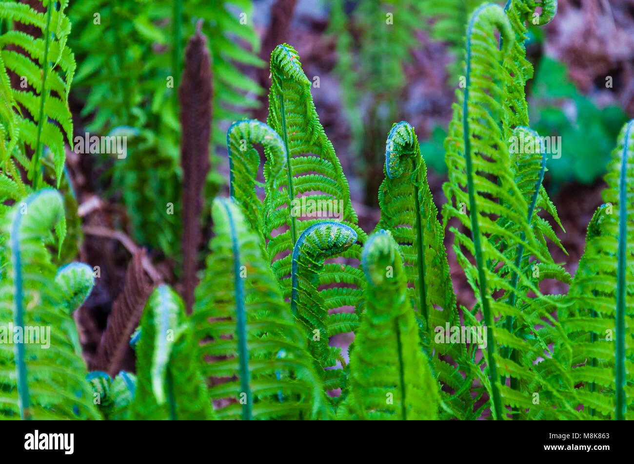 Early plant fossils hi-res stock photography and images - Alamy