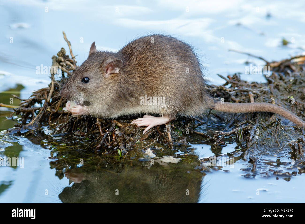 Rattus norvegicus, Brown Rat. Russia, Moscow Stock Photo - Alamy