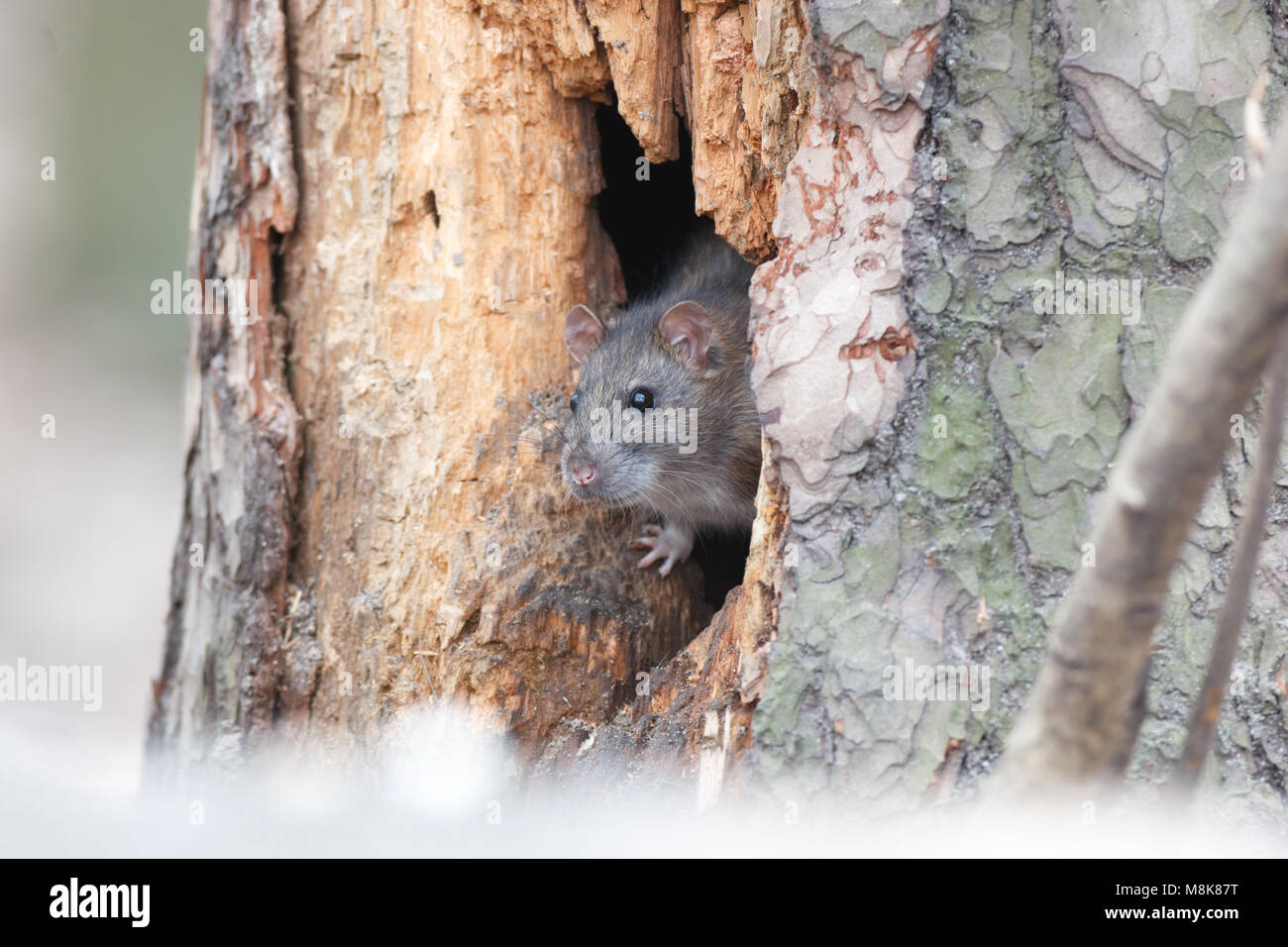Rattus norvegicus, Brown Rat. Russia, Moscow, Timirjazevsky park Stock ...