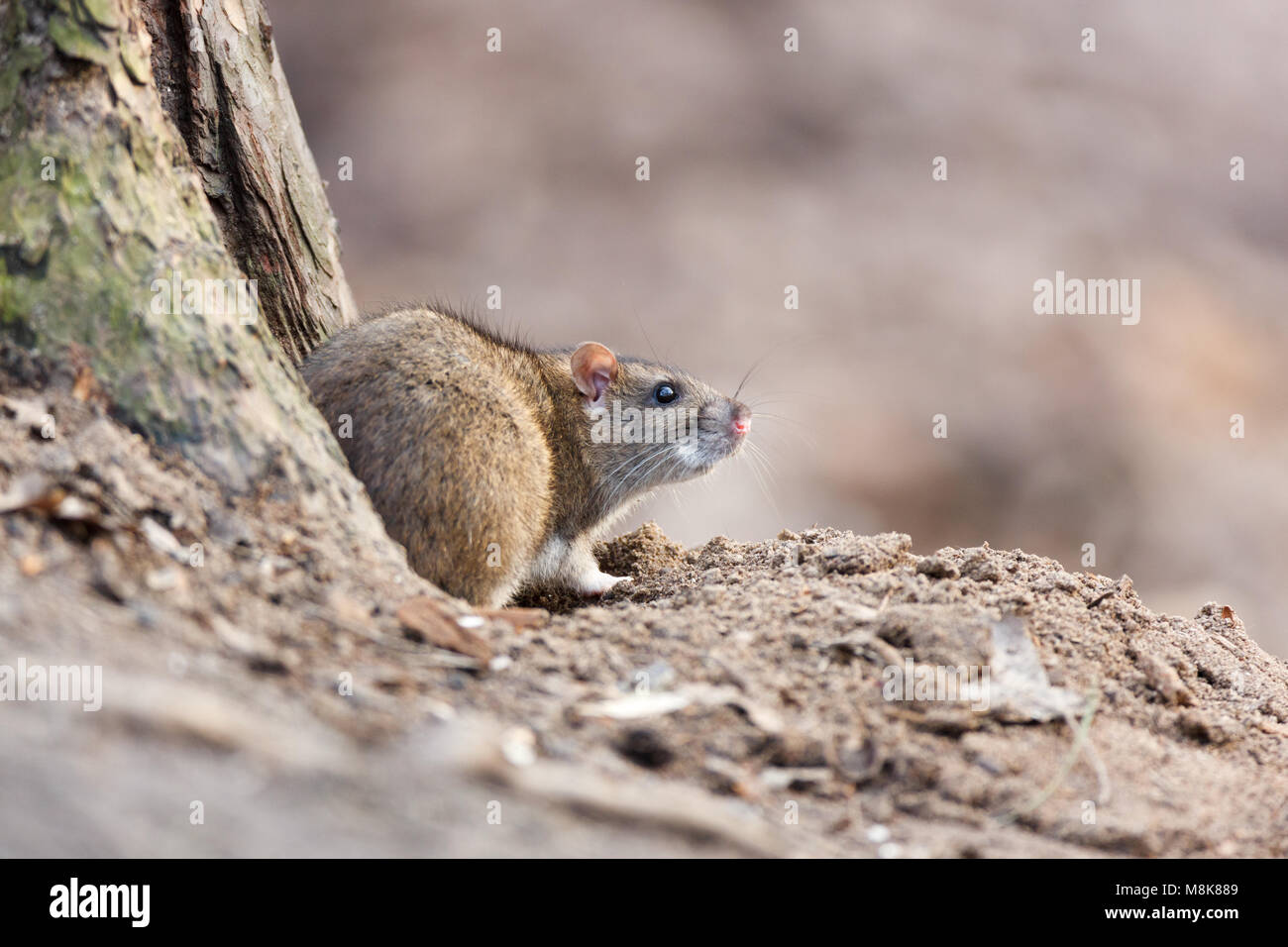 Rattus norvegicus, Brown Rat. Russia, Moscow, Timirjazevsky park Stock ...