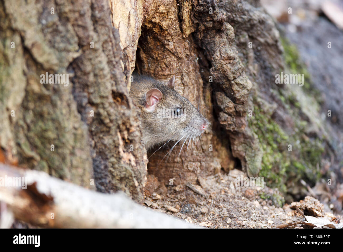Rattus norvegicus, Brown Rat. Russia, Moscow, Timirjazevsky park Stock ...