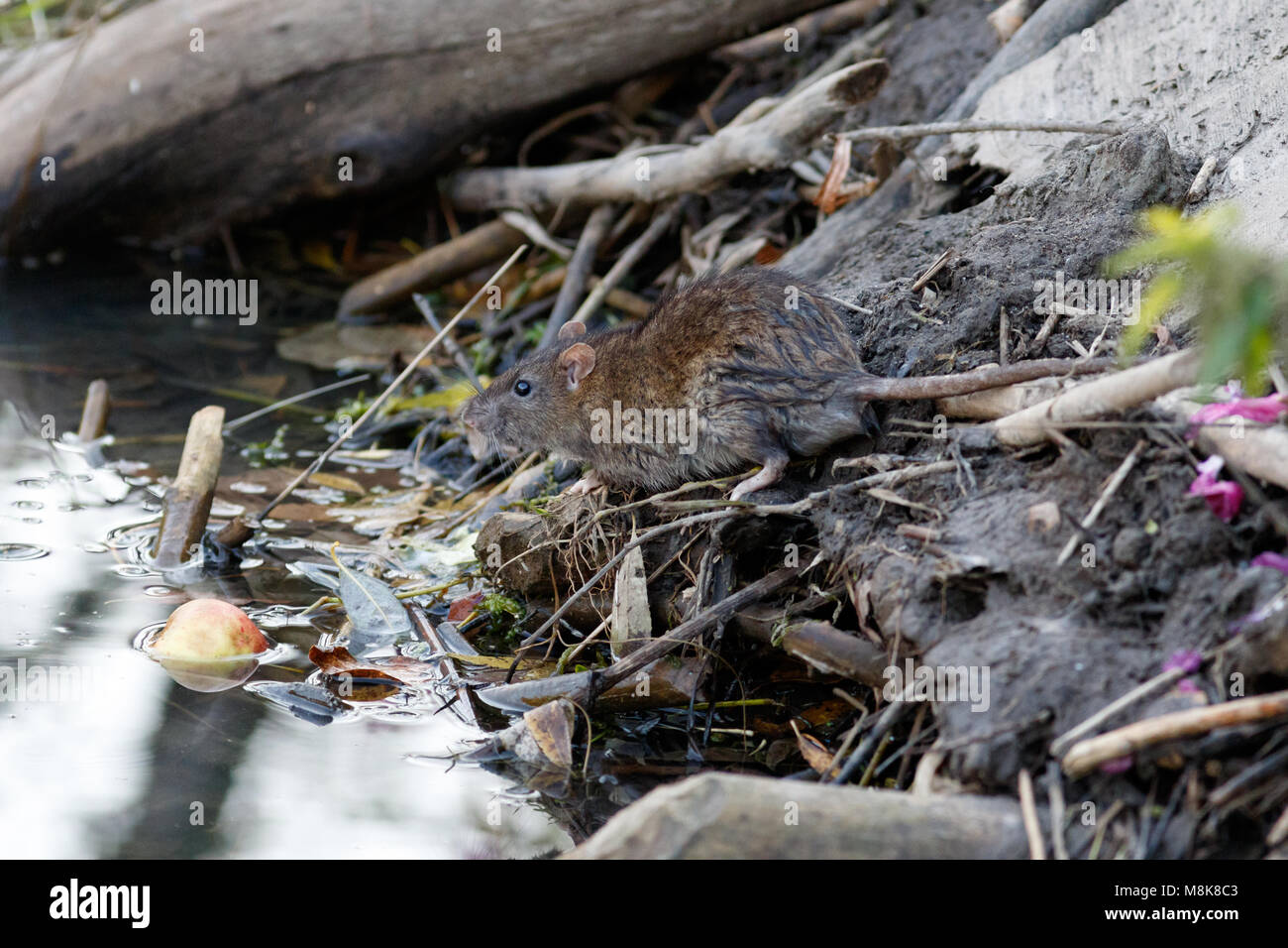 Rattus norvegicus, Brown Rat. Russia, Moscow Stock Photo - Alamy