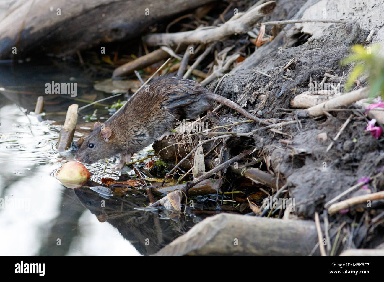 Rattus norvegicus, Brown Rat. Russia, Moscow Stock Photo - Alamy