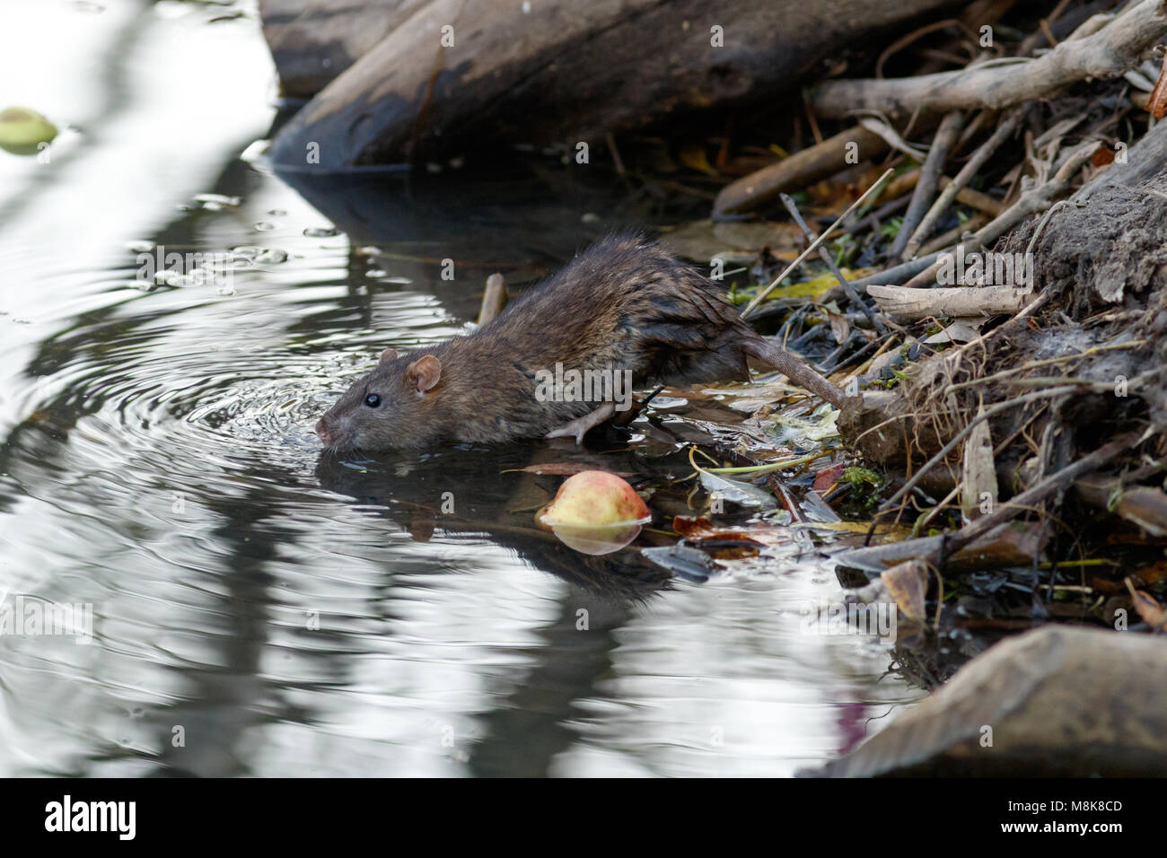 Rattus norvegicus, Brown Rat. Russia, Moscow Stock Photo - Alamy