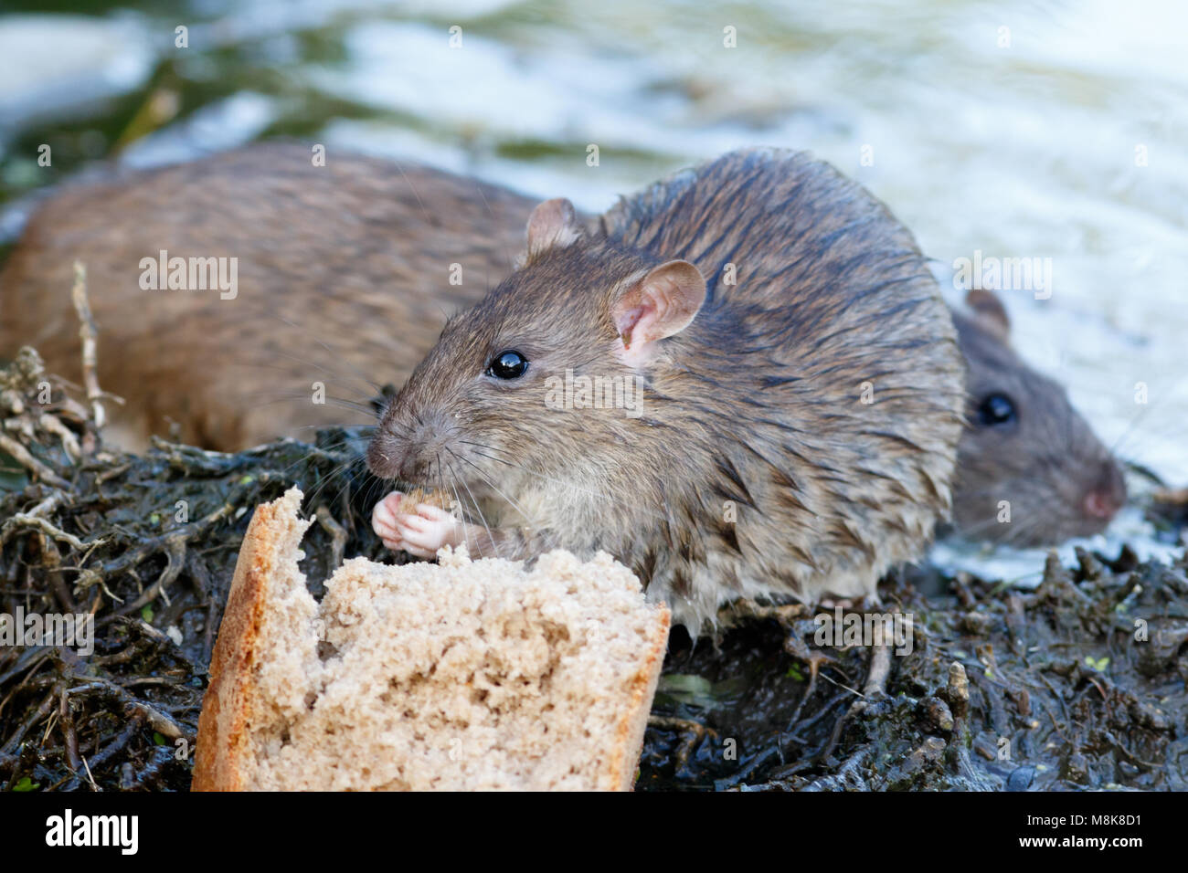 Rattus norvegicus, Brown Rat. Russia, Moscow Stock Photo - Alamy
