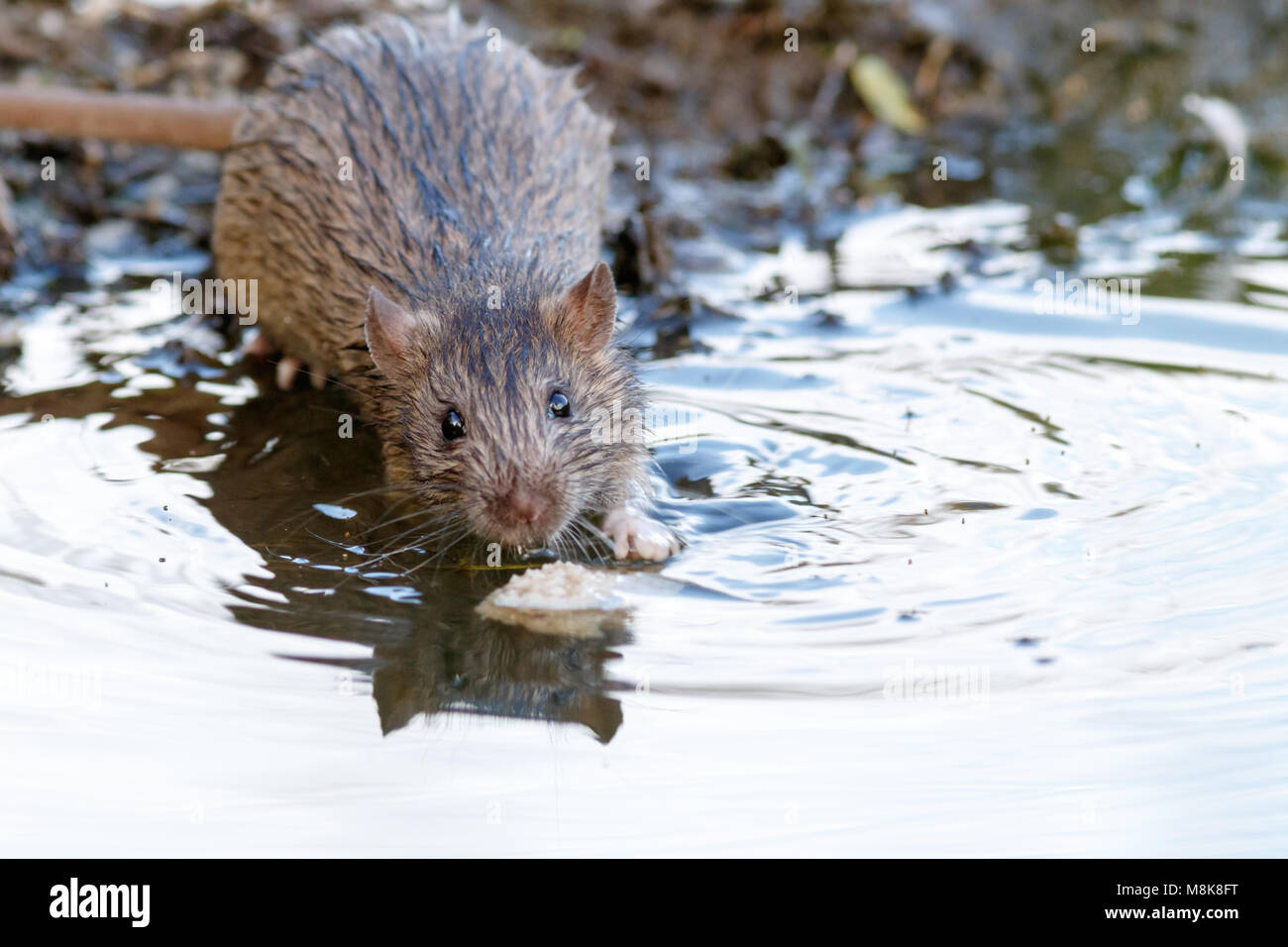 Rattus norvegicus, Brown Rat. Russia, Moscow Stock Photo - Alamy