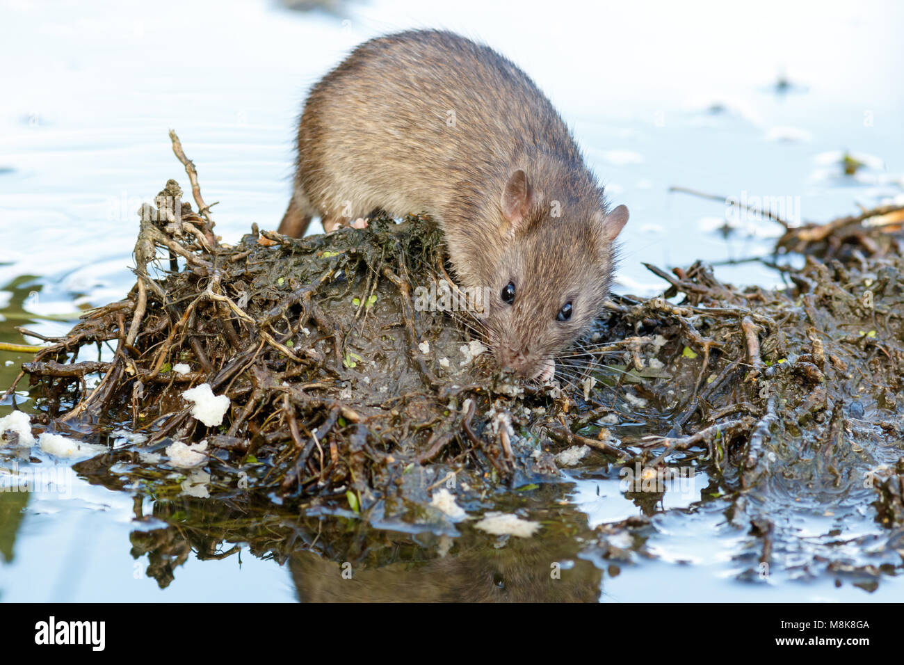 Rattus norvegicus, Brown Rat. Russia, Moscow Stock Photo - Alamy