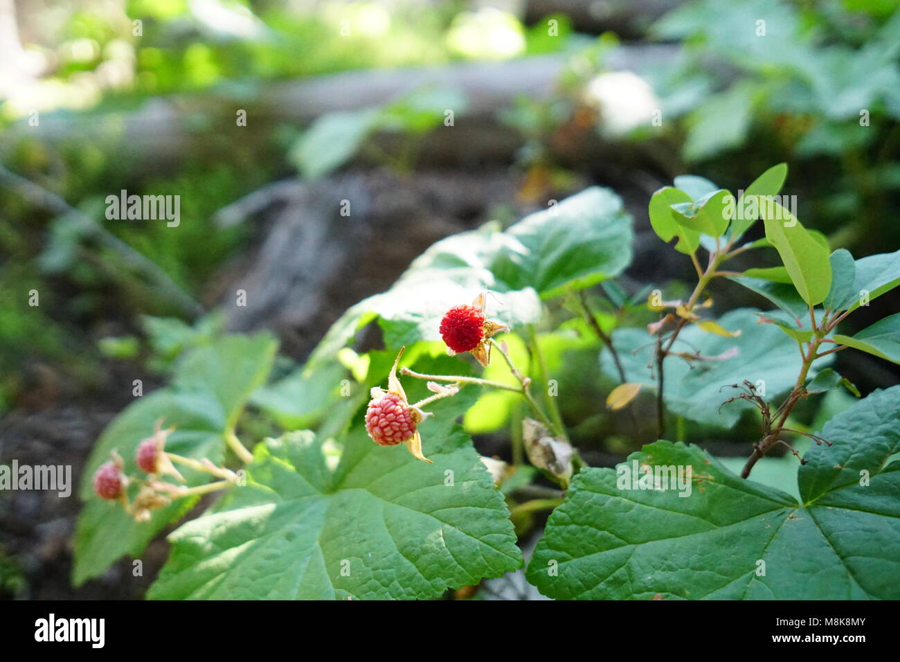 Raspberries in Stanley, ID Stock Photo - Alamy