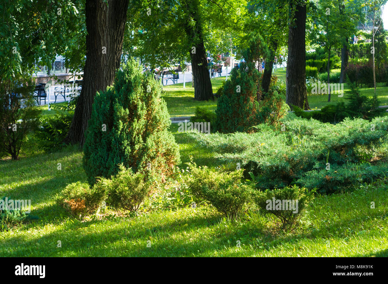 spring city Park - blooming flower and trees, bright green grass ...