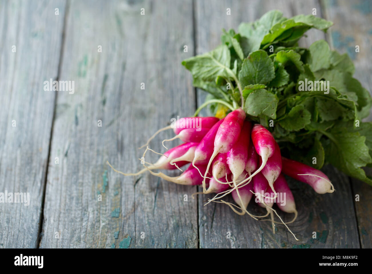 bunch of radishes Stock Photo - Alamy
