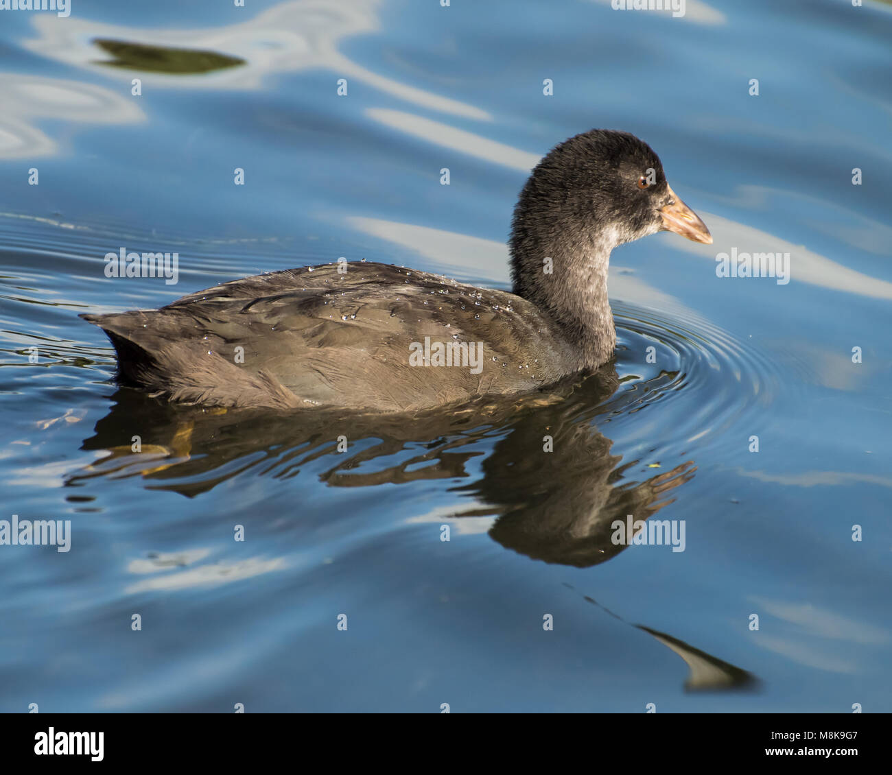 A close up of a single juvenile Coot reflected in the lake Stock Photo ...