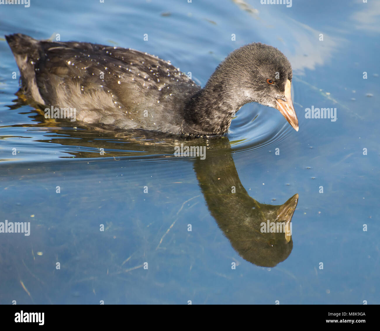 Juvenile coot hi-res stock photography and images - Alamy