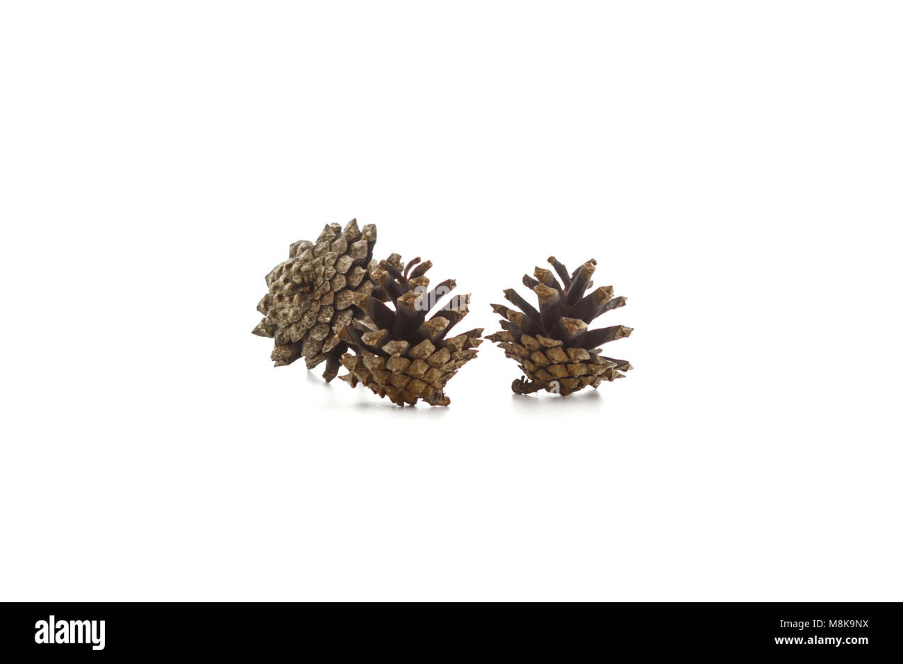 a fir cones isolated on white background Stock Photo - Alamy