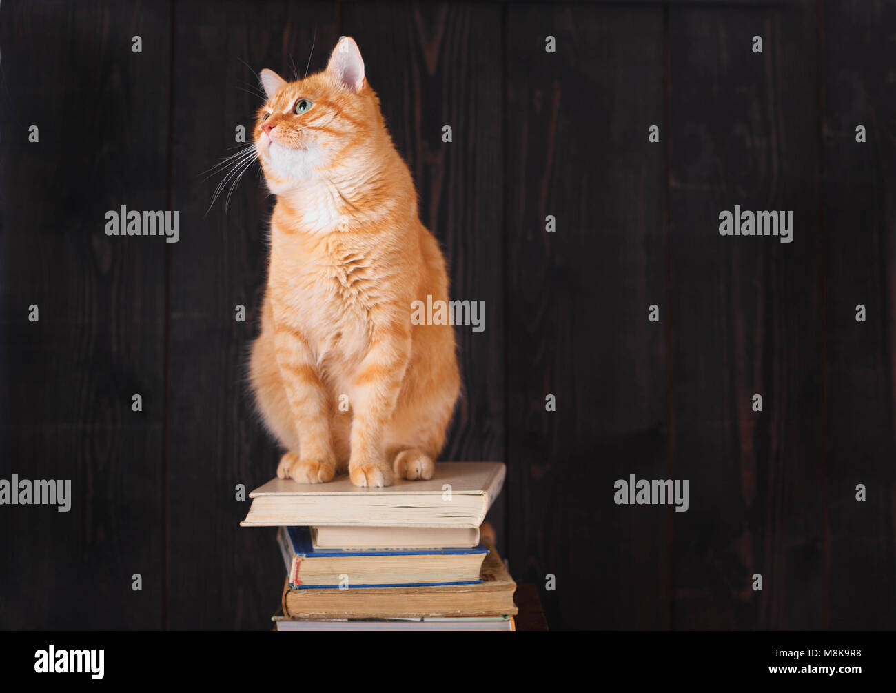 The cat is sitting on the book, looking up, in the studio on a wooden ...