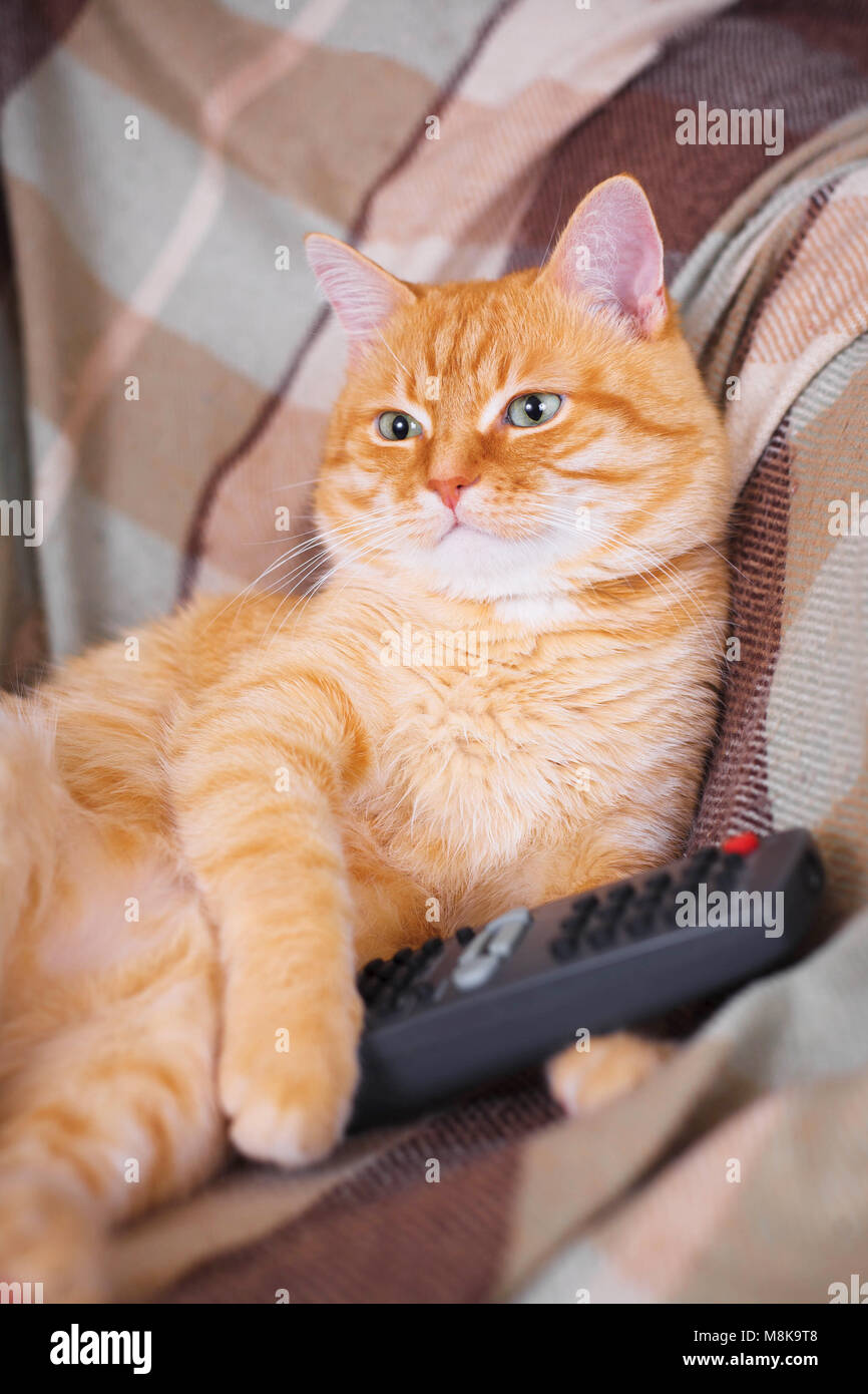 Cat tv remote hi-res stock photography and images - Alamy