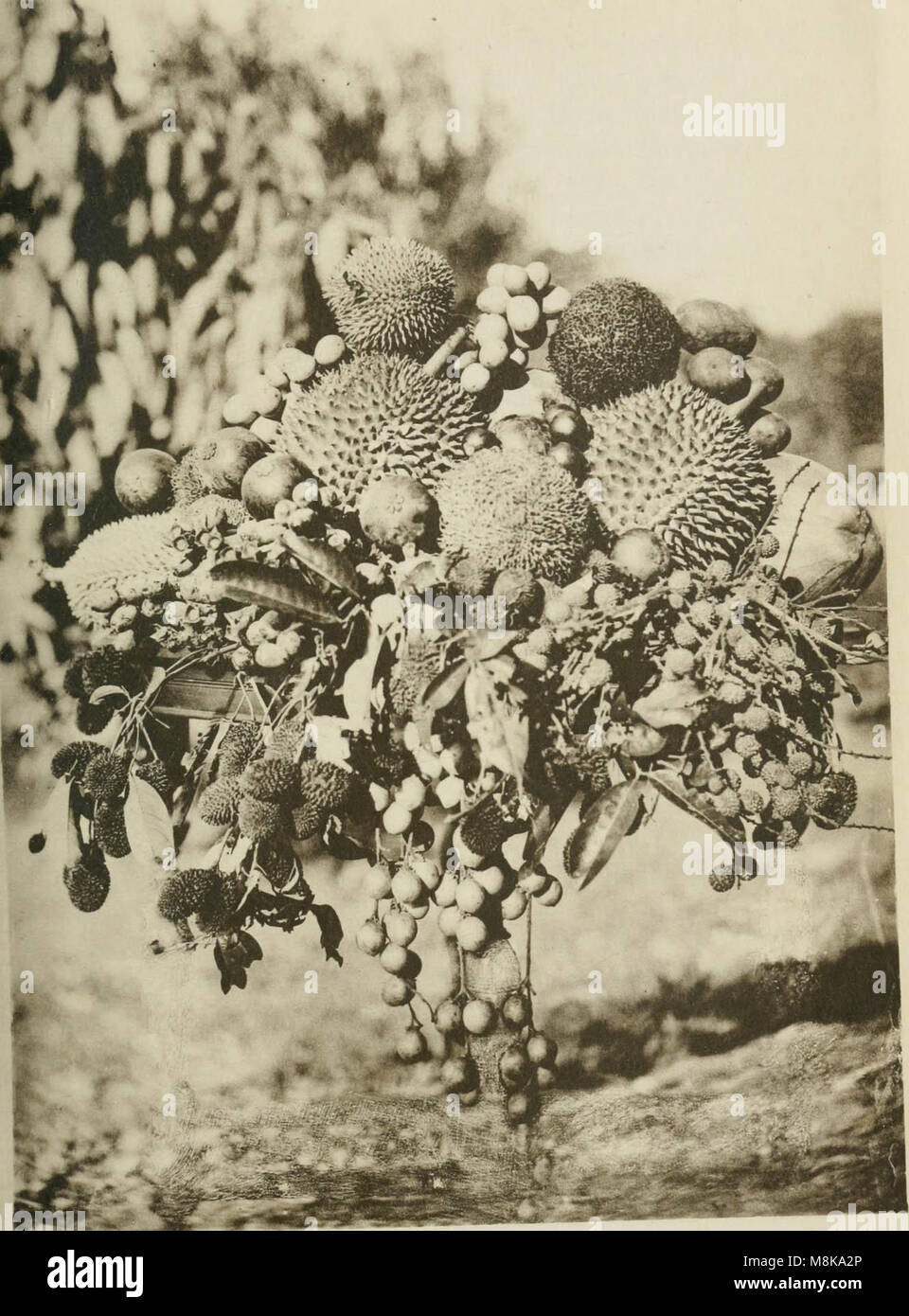 "The pagan tribes of Borneo; a description of their physical, moral and ...