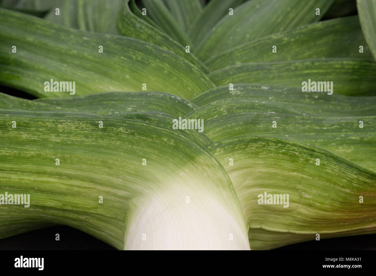 Giant garden leek Stock Photo - Alamy