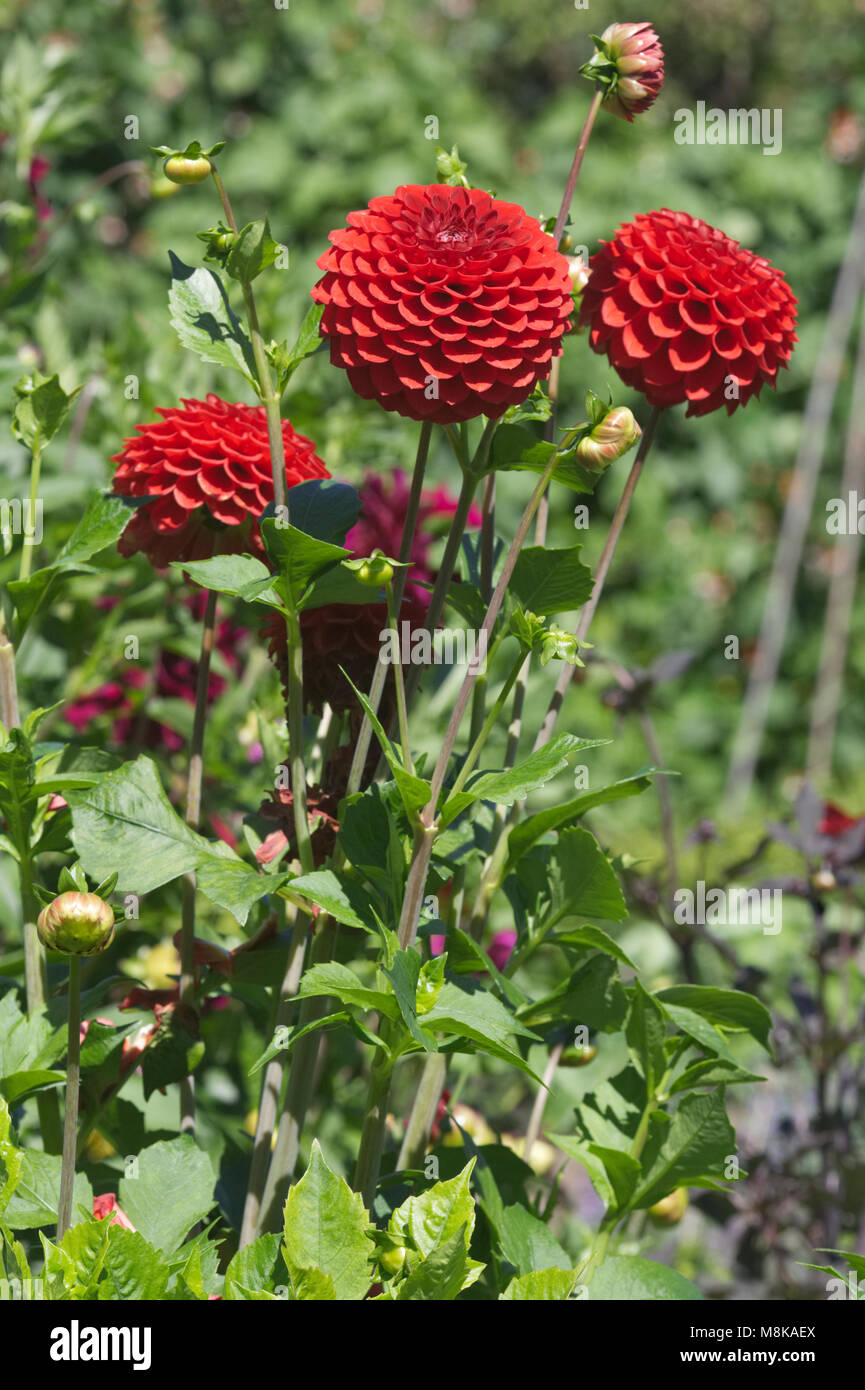 Pompon Dahlia flower Stock Photo - Alamy