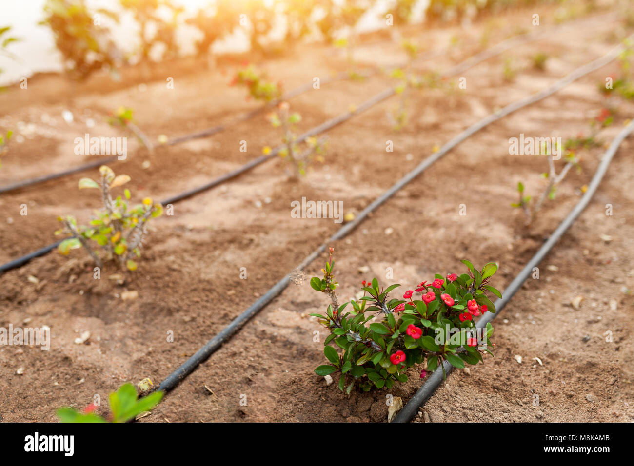 Flowerbed with flowers and the automatic irrigation system with plastic ...