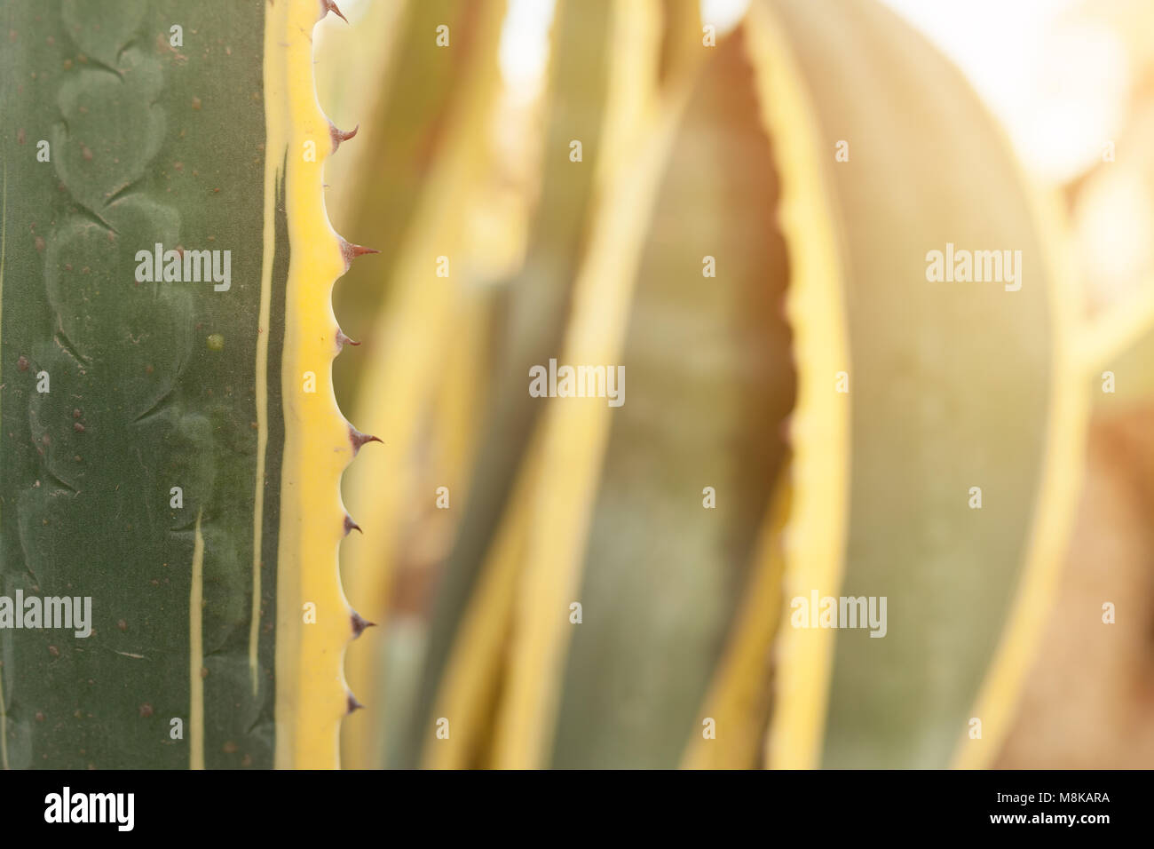 Close up green and yellow cactus leaf background Stock Photo - Alamy