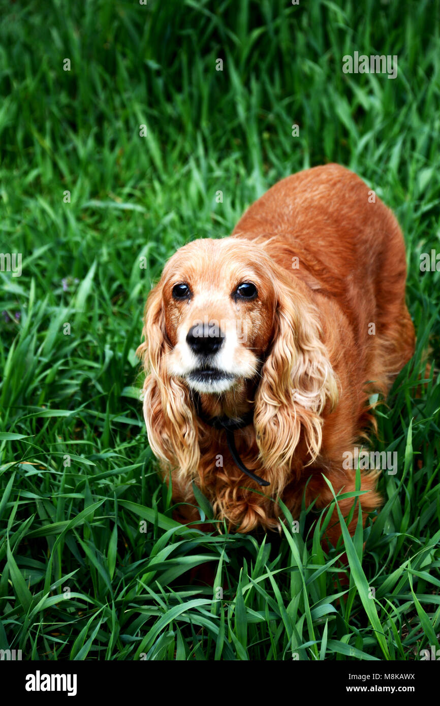A beautiful Irish setter with a white face looks like a green grass ...