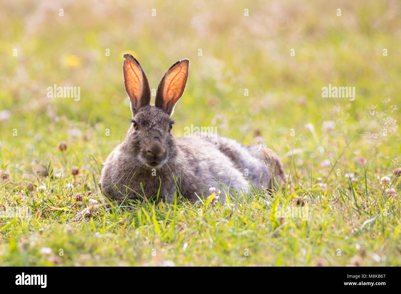 Relaxed rabbit lounging in the grass in a warm summers afternoon Stock ...