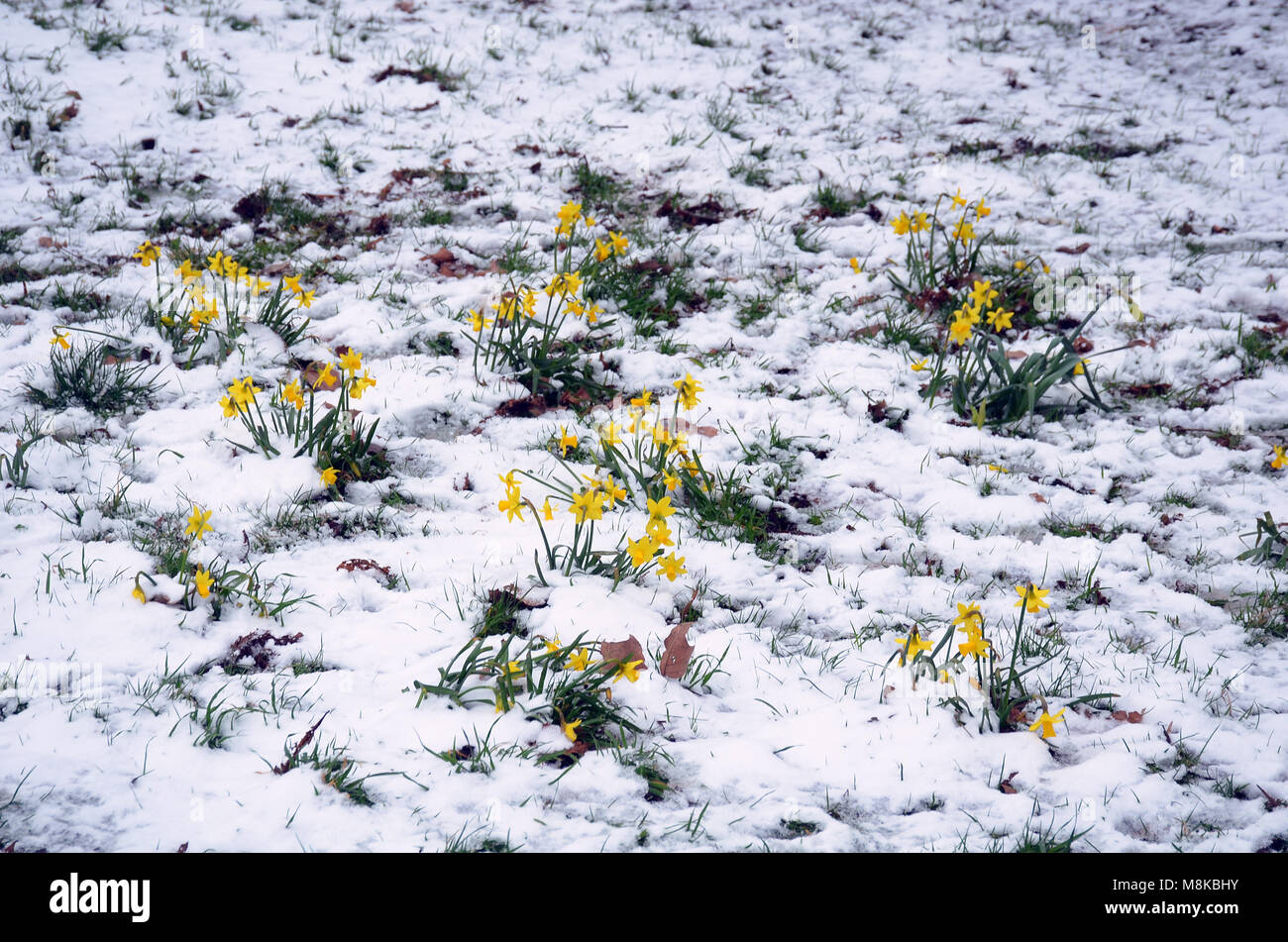 Clapham common snow hi-res stock photography and images - Alamy