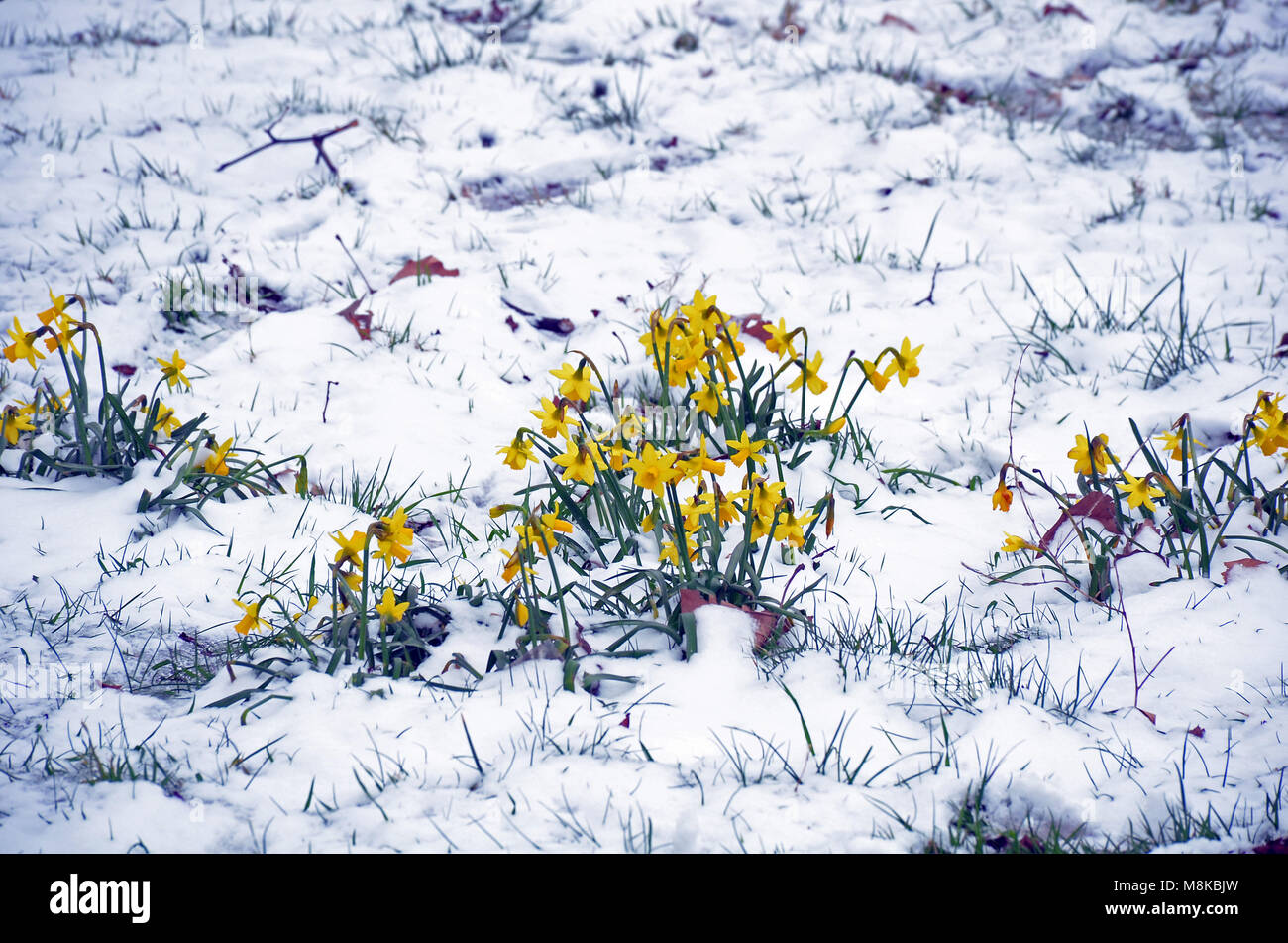 London, UK, 18 March 2018, Snow and daffodils on Clapham Common Stock ...