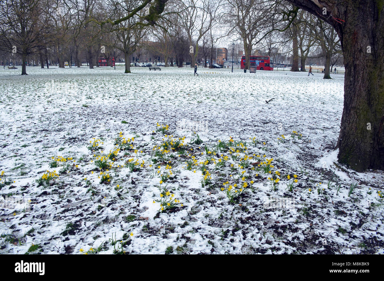London, UK, 18 March 2018, Snow and daffodils on Clapham Common Stock ...