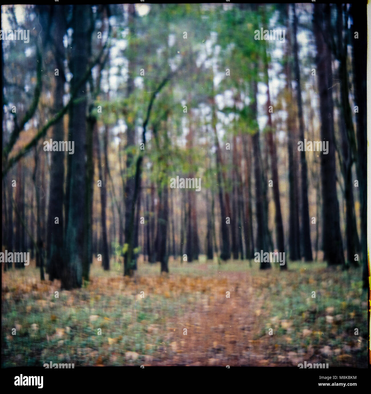 Camera slide in forest hi-res stock photography and images - Alamy
