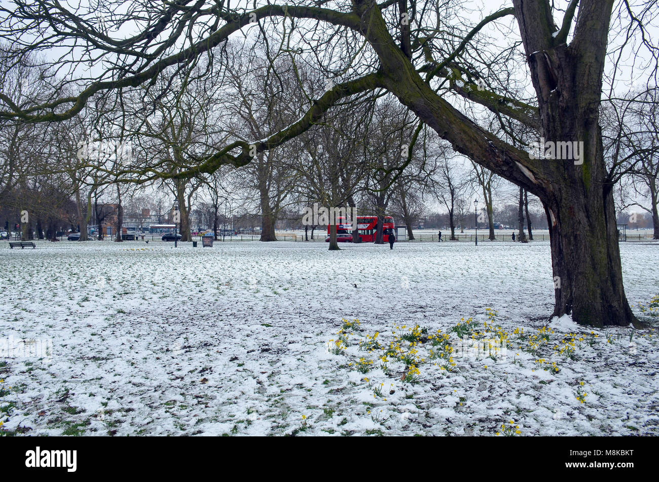 London, UK, 18 March 2018, Snow and daffodils on Clapham Common Stock ...