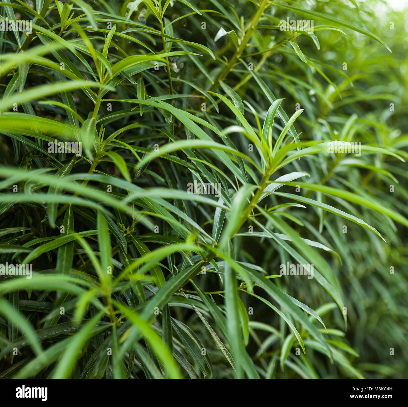 Green leaf wall background horizontal image close up Stock Photo - Alamy
