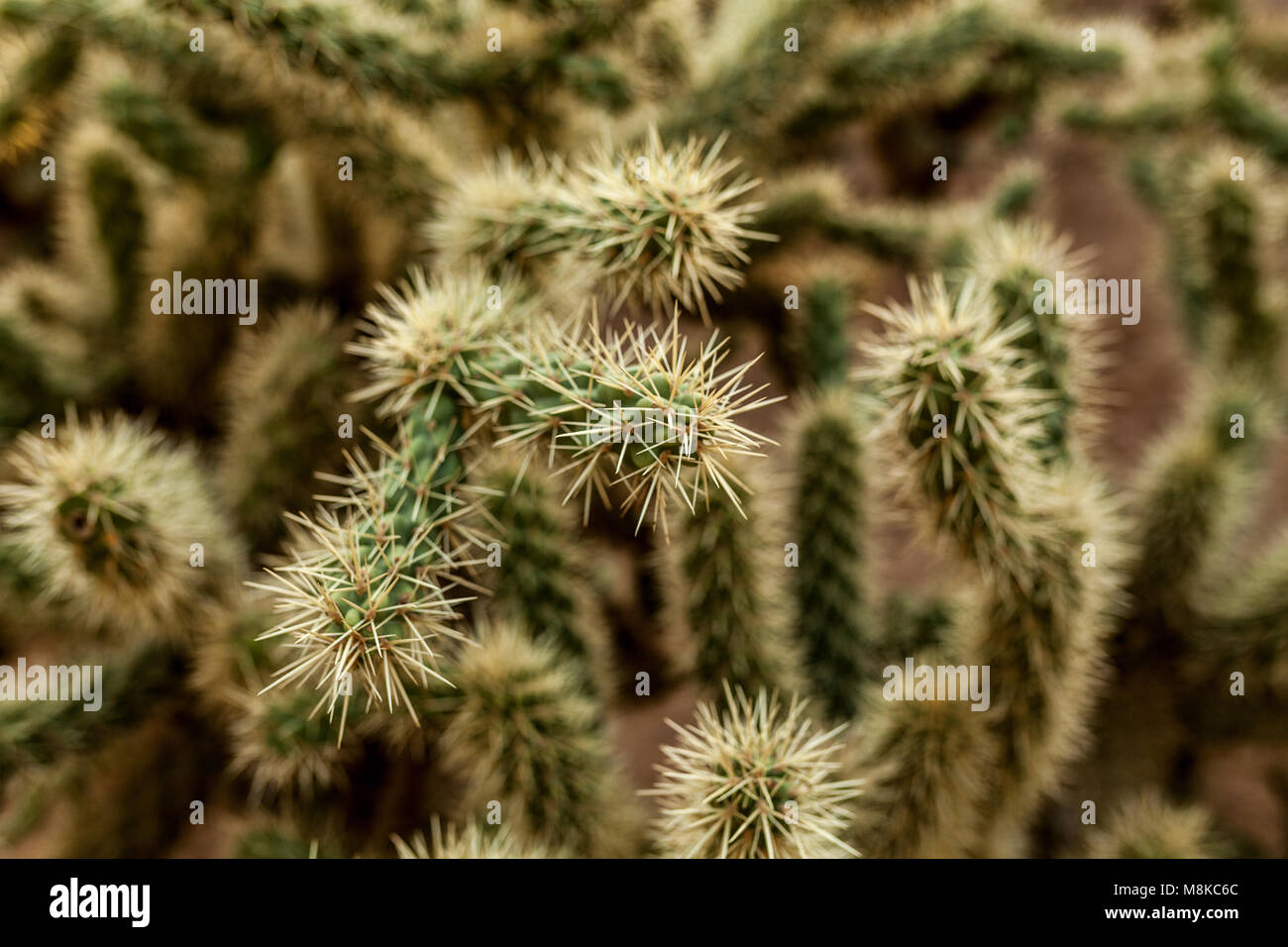A large cactus with thorns in the wild spiny background close up Stock ...
