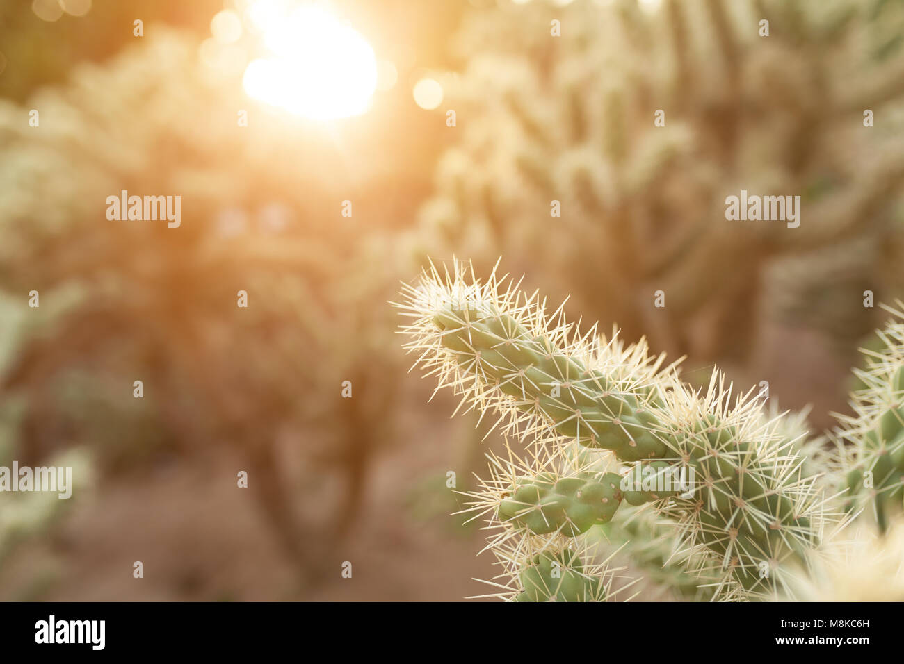 A large cactus with thorns in the wild spiny background close up Stock ...