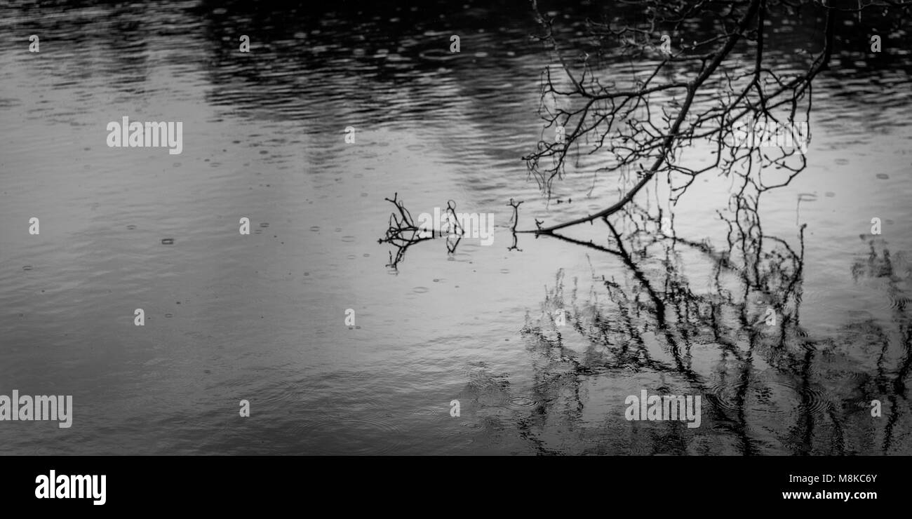 Tree Symmetry High Resolution Stock Photography and Images - Alamy