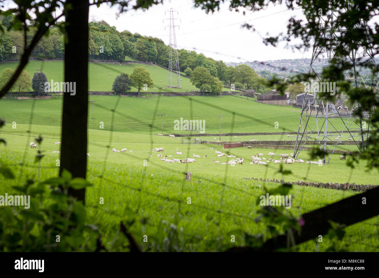 From Elland Wood Stock Photo - Alamy